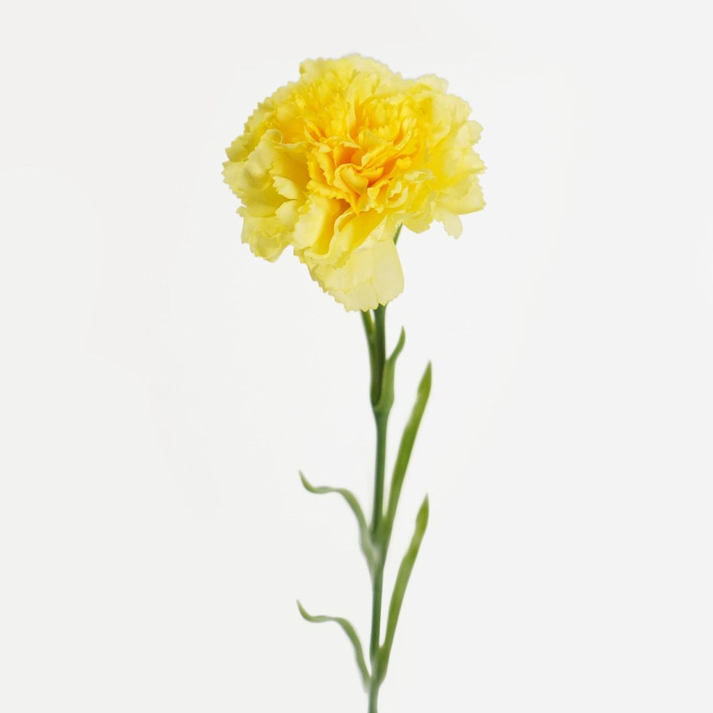 Carnation Stem (Yellow) Natural Touch | Same-Day Melbourne Delivery ...