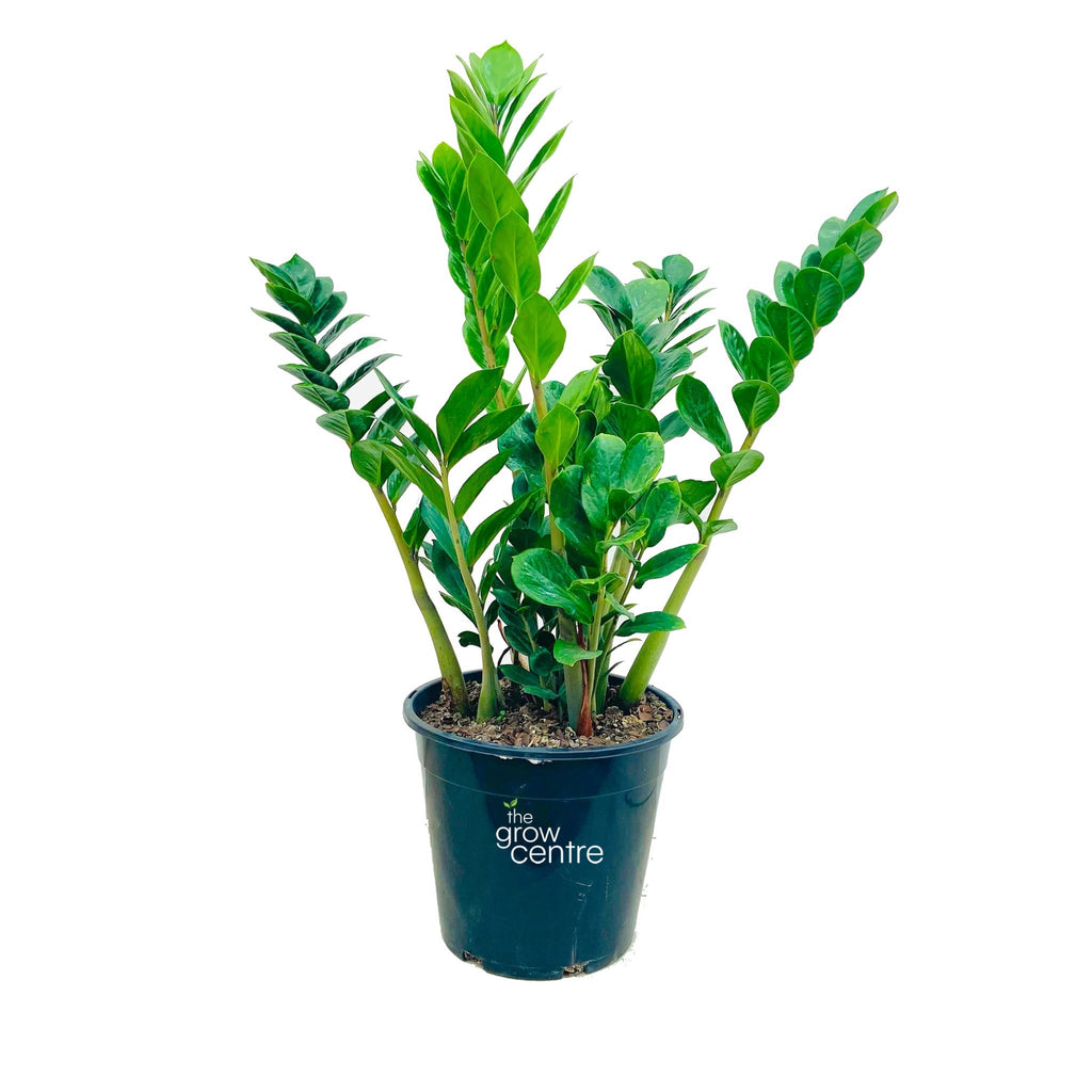 Zanzibar | Indoor Plant Gift Delivered Same-Day | Purely Gourmet